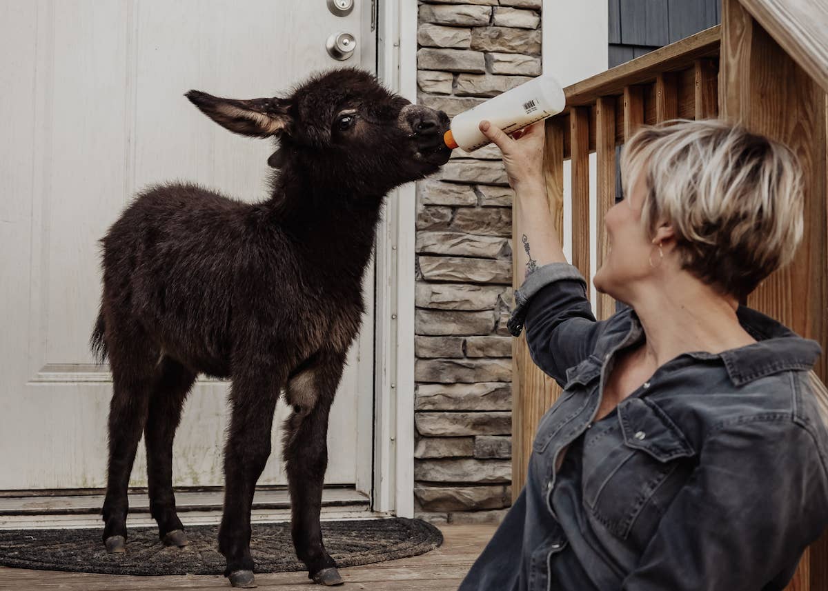 Exclusive: Cash the Donkey Was Rejected By His Mom, Now He's a Children ...
