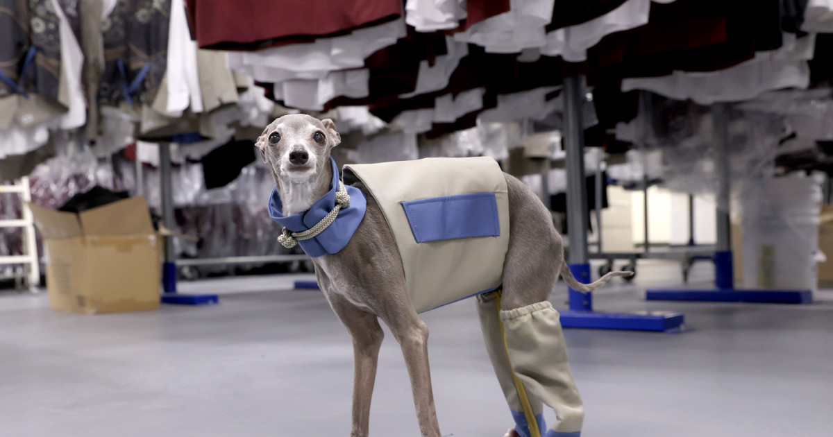 Beloved Italian Greyhound 'Tika' Deemed 'Anna Wintour of Dogs' Sadly ...