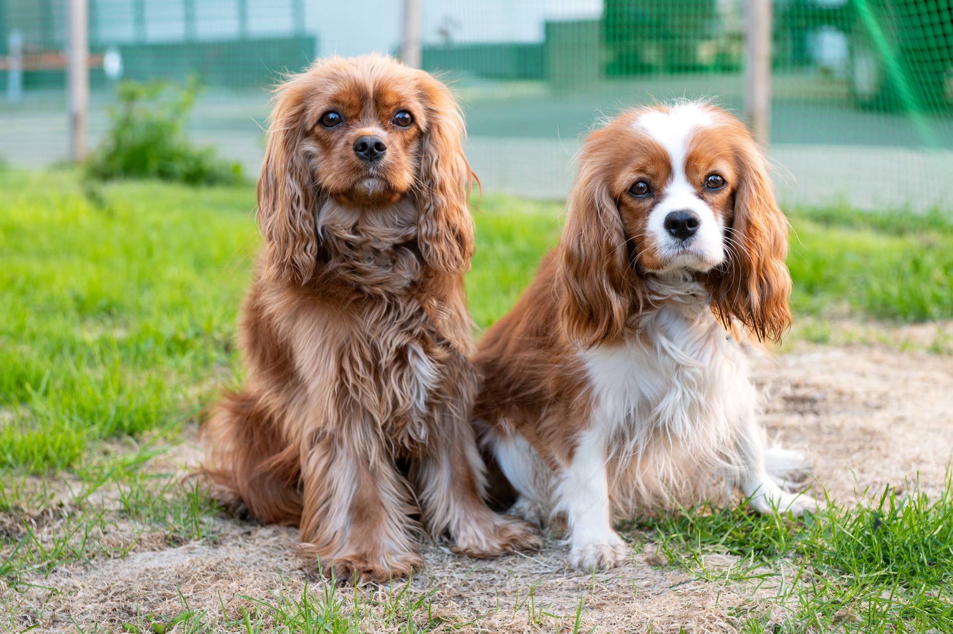 Jimmy Buffett Shares Sweetest Video of His Beloved Dogs - Parade Pets