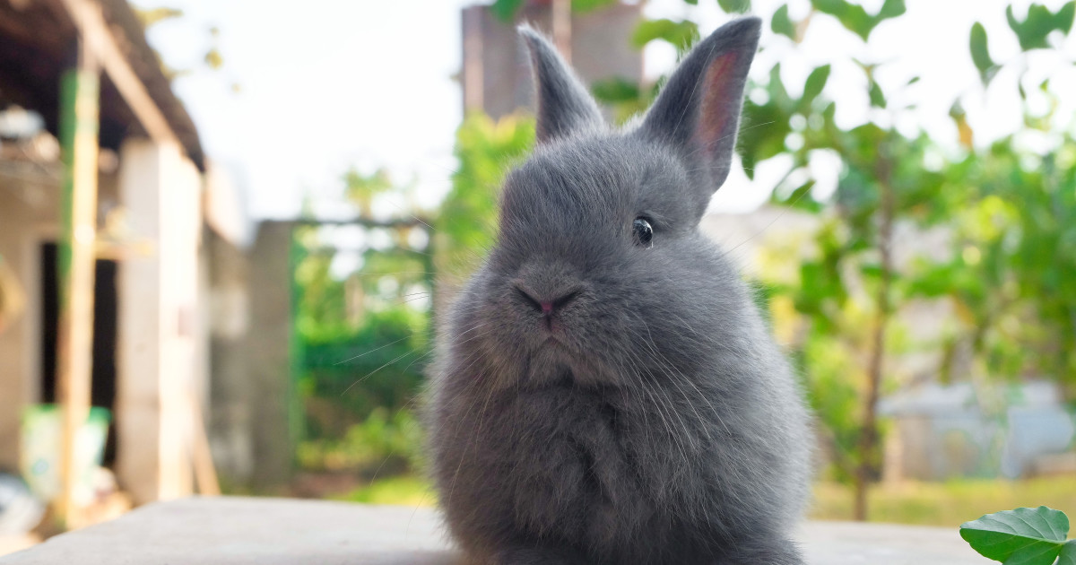 Cute Video of Bunny Chewing Is the ASMR We All Need - Parade Pets