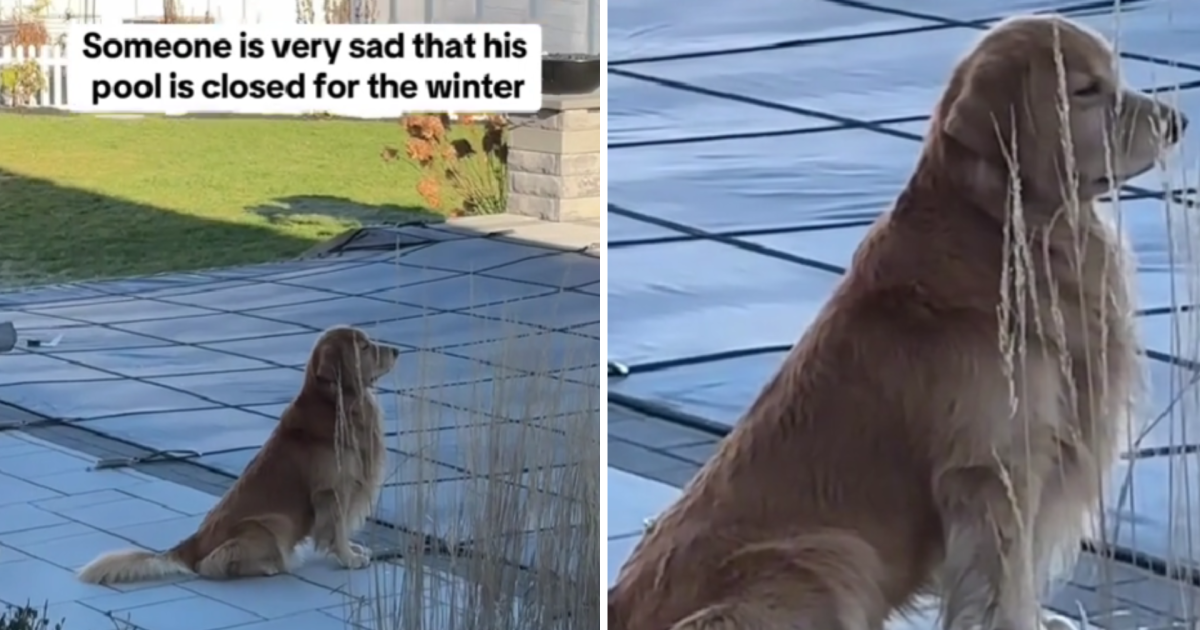 Golden Retriever 'Mourns' His Pool Being Closed for the Winter - Parade ...