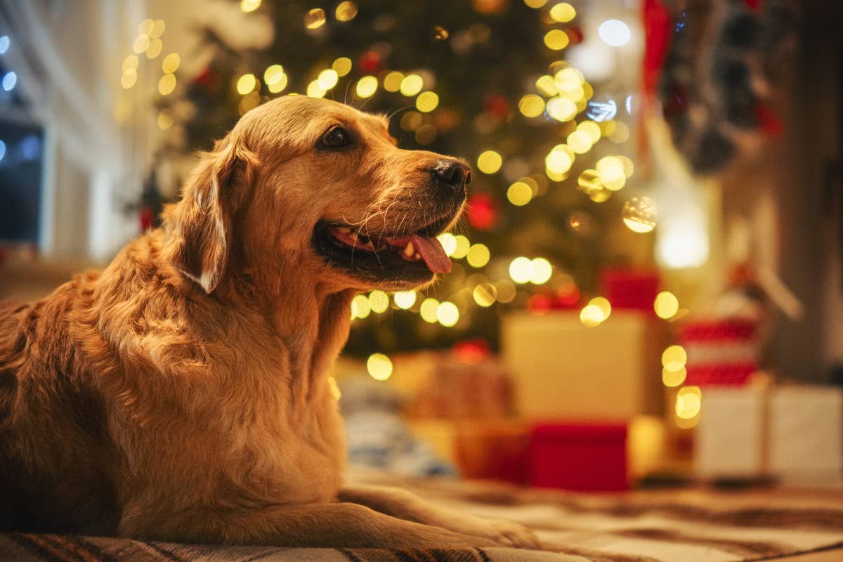 300+ Christmas Dog Names for Your Good Boy or Girl - Parade Pets
