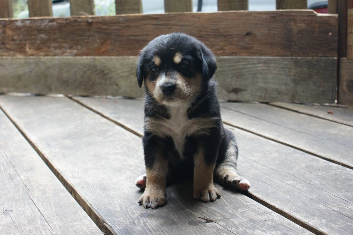 Bernese-Golden Puppy Gives New Meaning to 'Puppy Power' with Zippy 4 ...