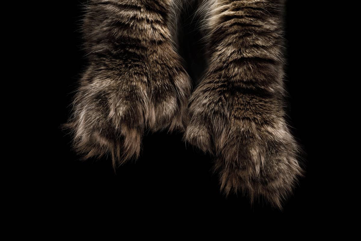 Maine Coon Kitten's Enormous 'Toe Beans' Are So Cute People Can't Take ...