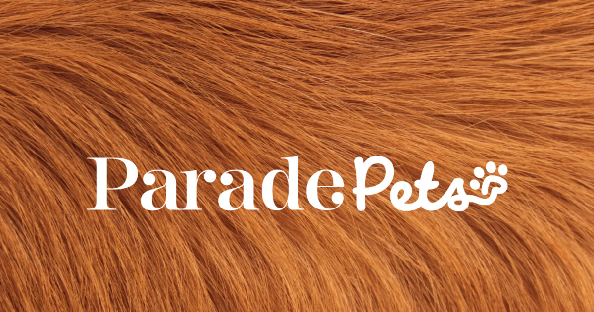 Miniature Horse - Parade Pets