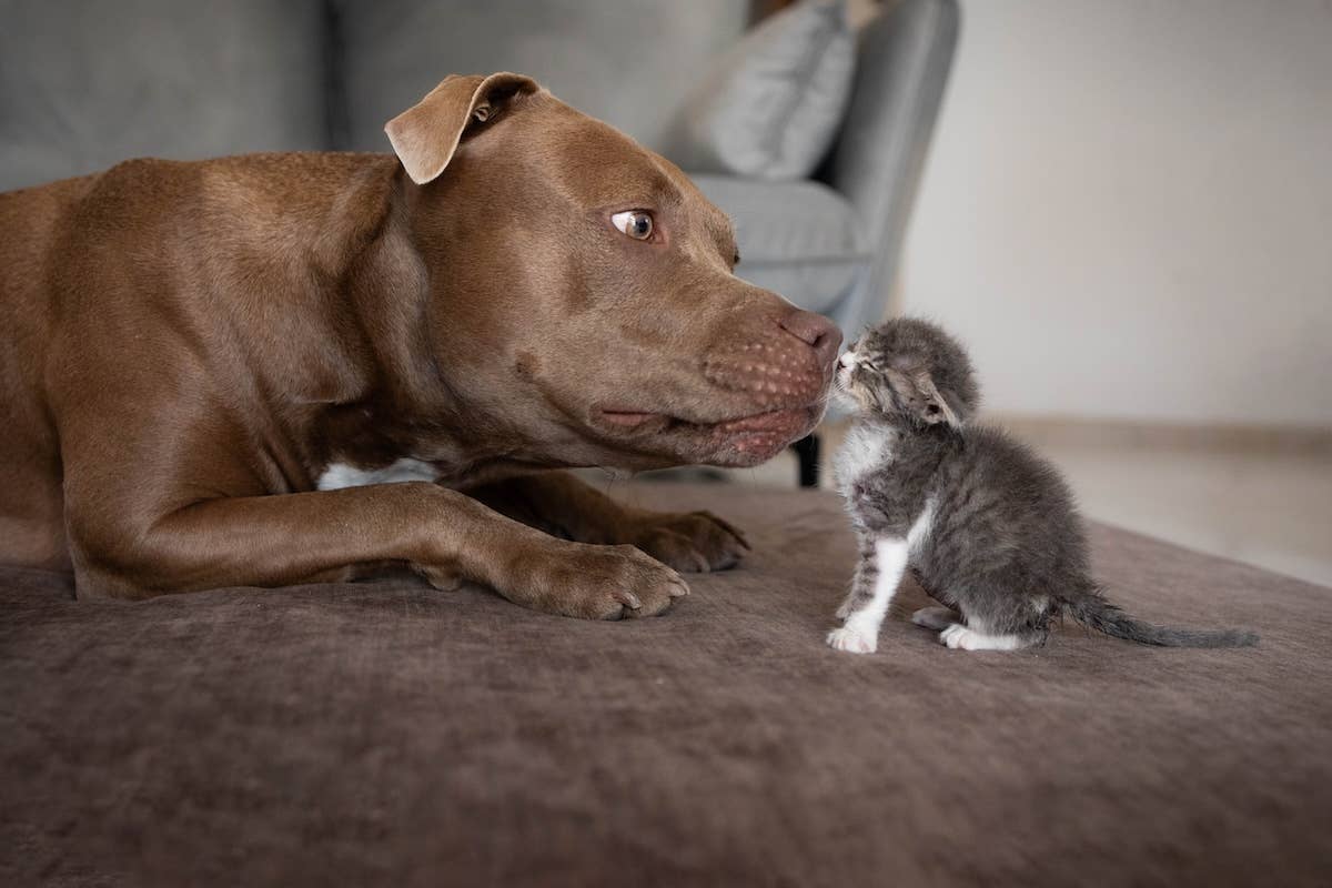 Pit Bull Who Was 'Raised By Cats' Has Everyone Smitten with His Totally ...