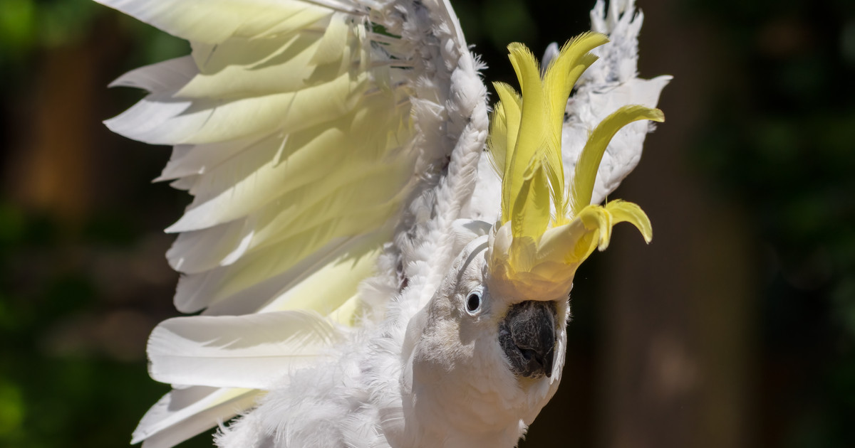 Cockatoo's Proud Dance After Surprise Flight 'Sneak Attack' Is a Lesson ...