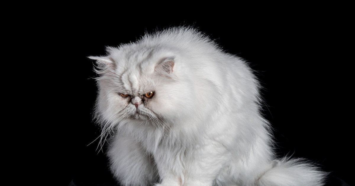 Gorgeous Persian Kitty Gives Major Paws Down to Mom's Stunning ...