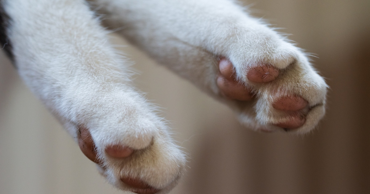 Curly Hair Calico Cat Looks Like a Cute Stuffed Animal Left in the ...