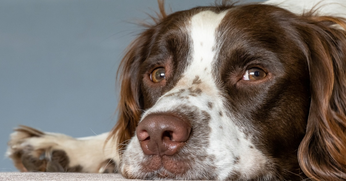 New English Springer Spaniel Parents Gaze at Their Puppy With Total ...
