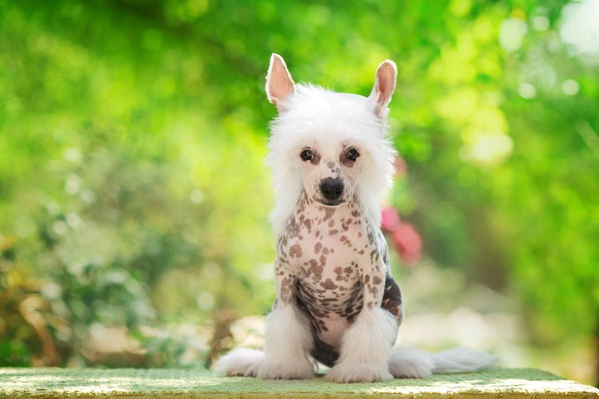 Chinese Crested Dog Sporting Spiked Hair and Polo Could Be Confused ...