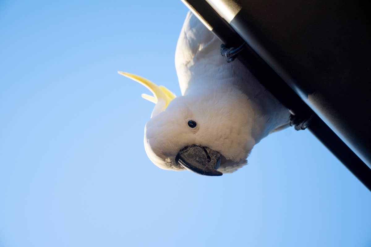 Silly Cockatoo Helping Dad With Yoga Gets Hilariously Up Close and ...