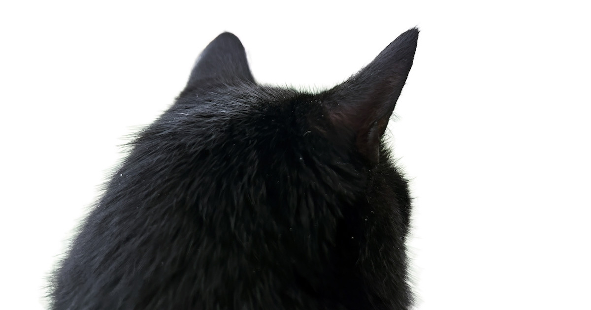 Fluffy Black Void Cat with His Tongue Sticking Out Has Everyone ...