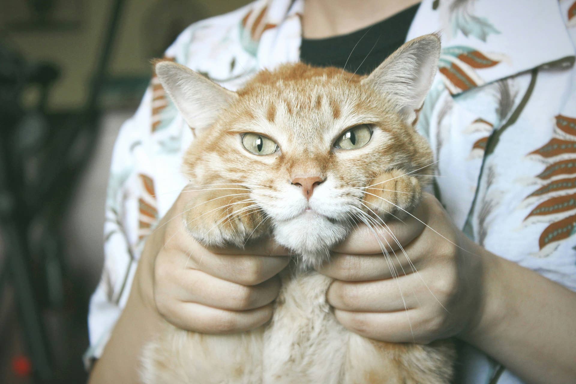 Why You Should Never Pick Up a Cat Without Their Consent - Parade Pets