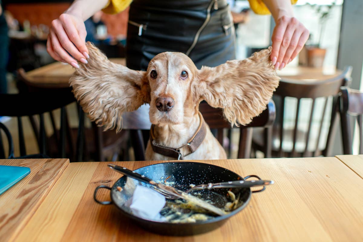 Cocker Spaniel's Unique 'Messy Bun' Is Genius Mealtime Pup Hack ...