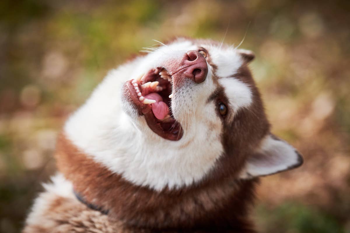 Husky’s Unexpected Twist on ‘Roll’ Command Leaves Everyone in Stitches ...