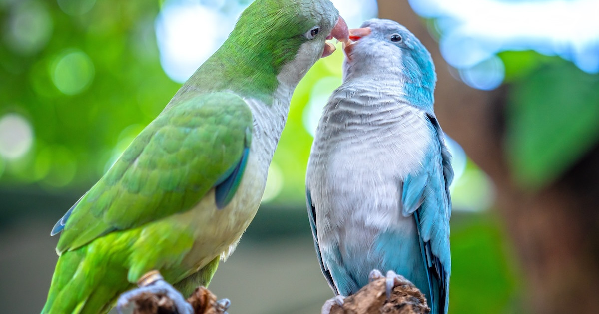 Sweet Little Parrot’s Epic Dance Prove She’s a Showgirl - Parade Pets
