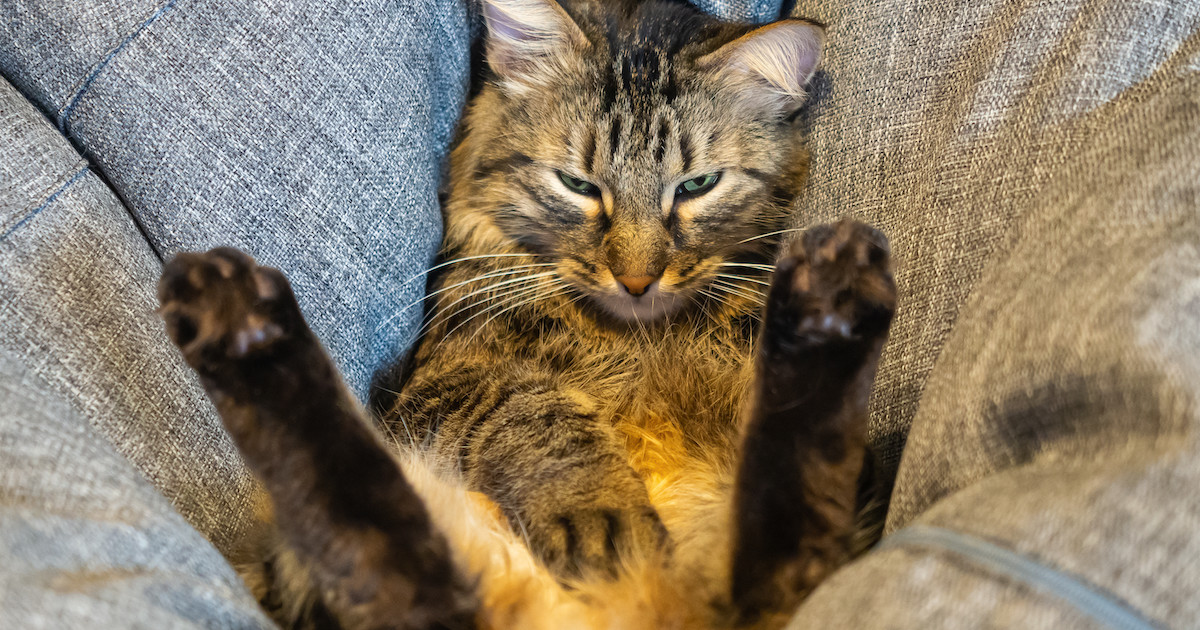 Tabby Cat Kicking Himself in the Face is the Definition of Unbothered ...