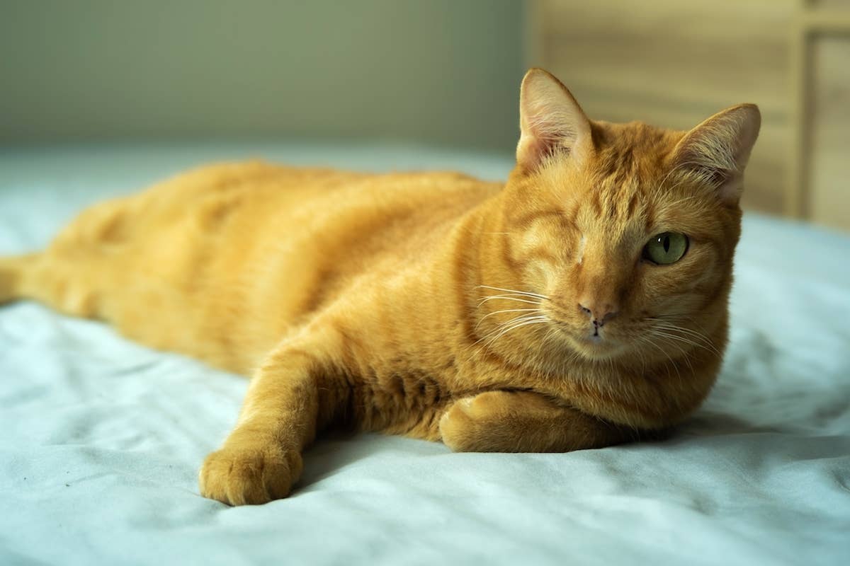 One-Eyed Orange Tabby Cat Gets a Googly Eyed Makeover and People Can't ...
