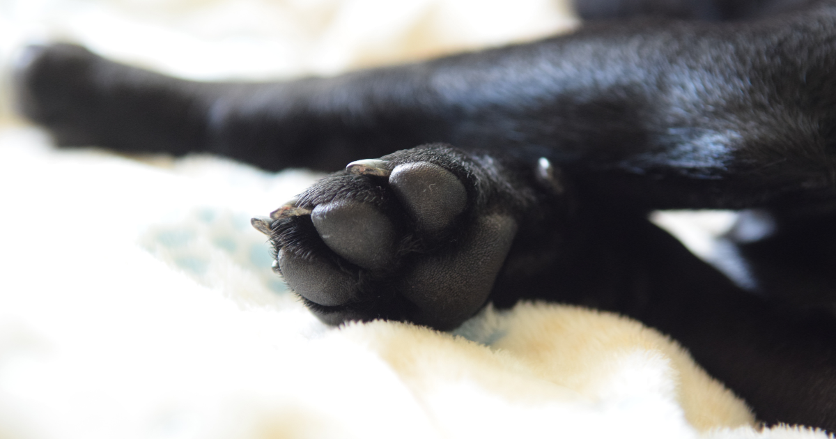 Blind Mixed Breed Rescue Dog Looks Like Gru's Pet 'Kyle' from ...