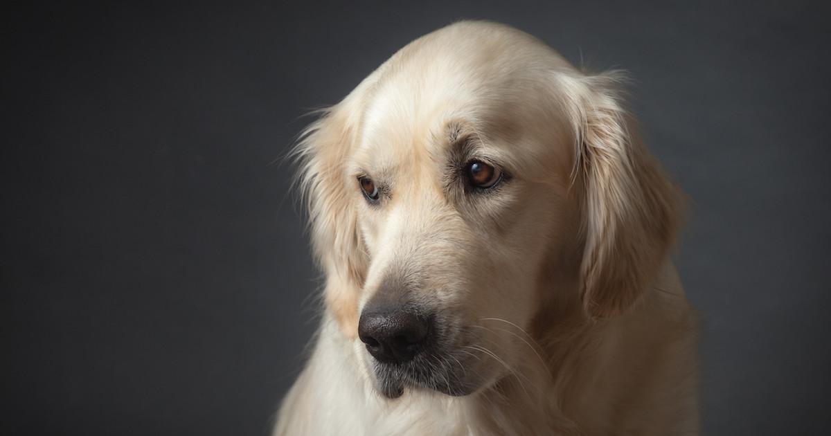 Heartbroken Golden Retriever Who Lost Her Puppy Becomes Loving Mom to ...