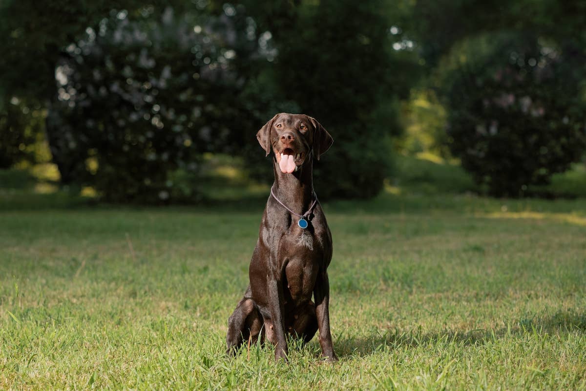 Adorable German Shorthaired Pointer Steals Snowman’s Carrot Nose ...