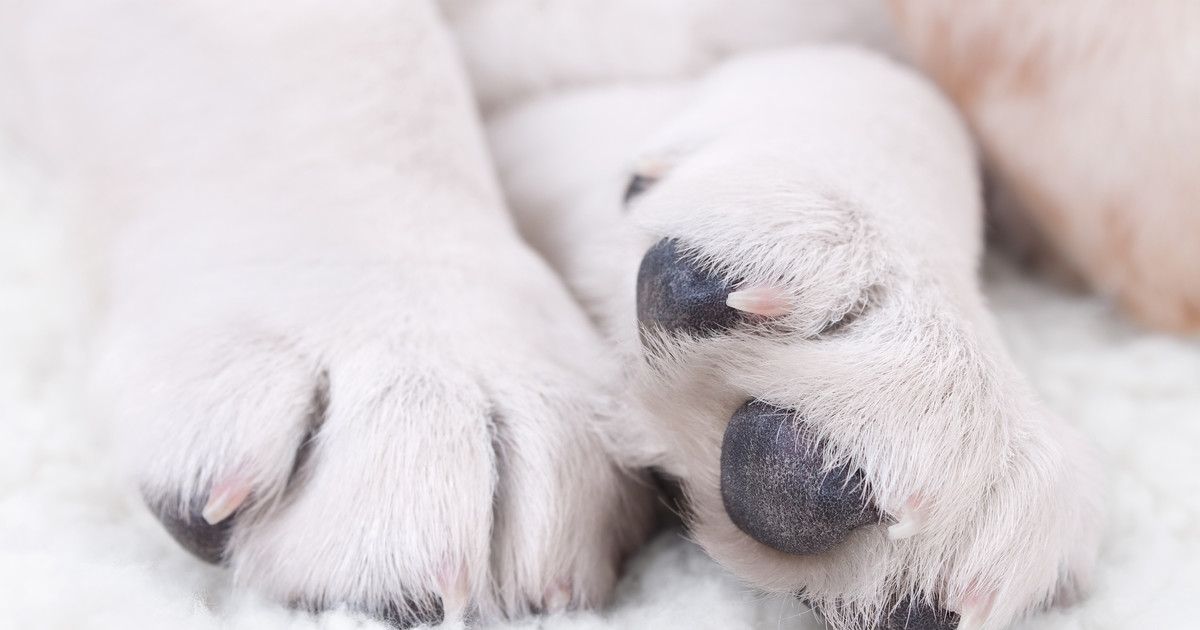 Rare Basset Hound-Sharpei Mix Is So Cute, People Can't Take It - Parade ...