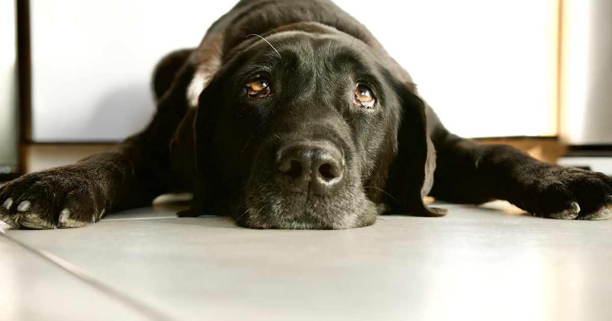 Labrador Is Totally Exhausted Just Watching His Sibling's Zoomies ...