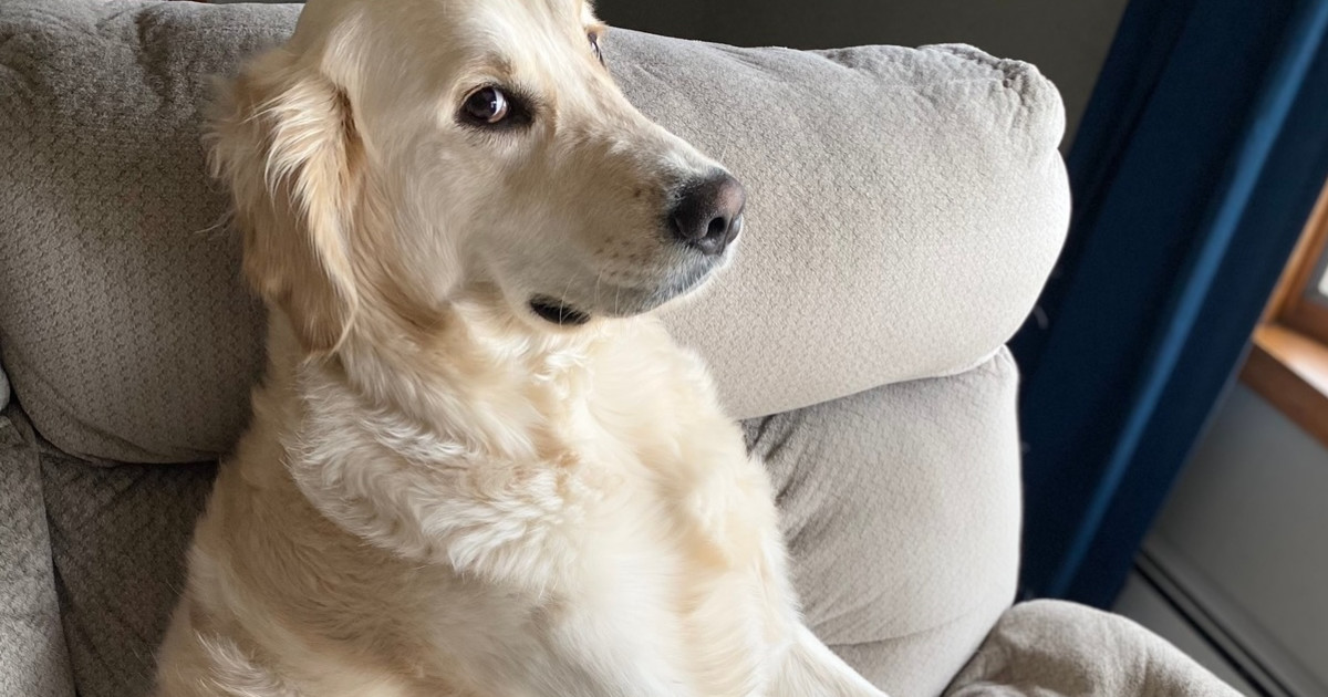 Golden Retriever Shadowing Mom's Work Day Is Too Relatable - Parade Pets