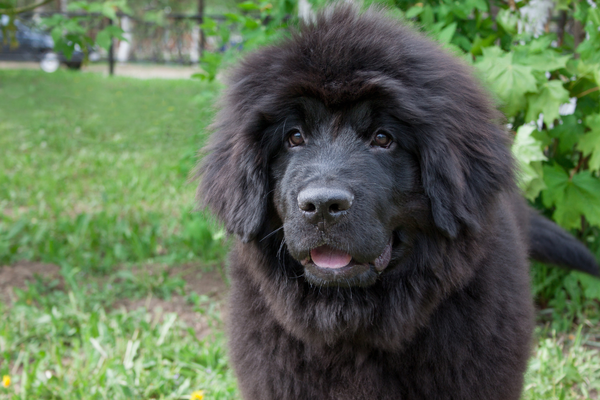 Precious Newfoundland Puppy Getting His First Taste of Ice Cream Is ...