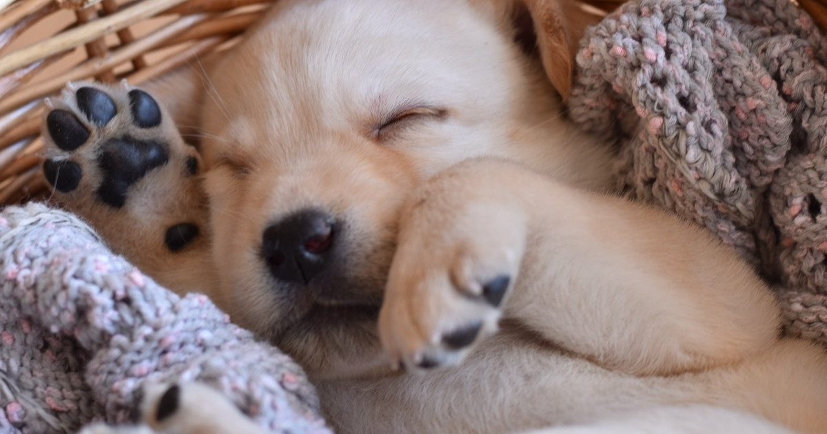 Labrador Gives Birth to 14 Puppies and Can't Bear to Leave Her Human ...