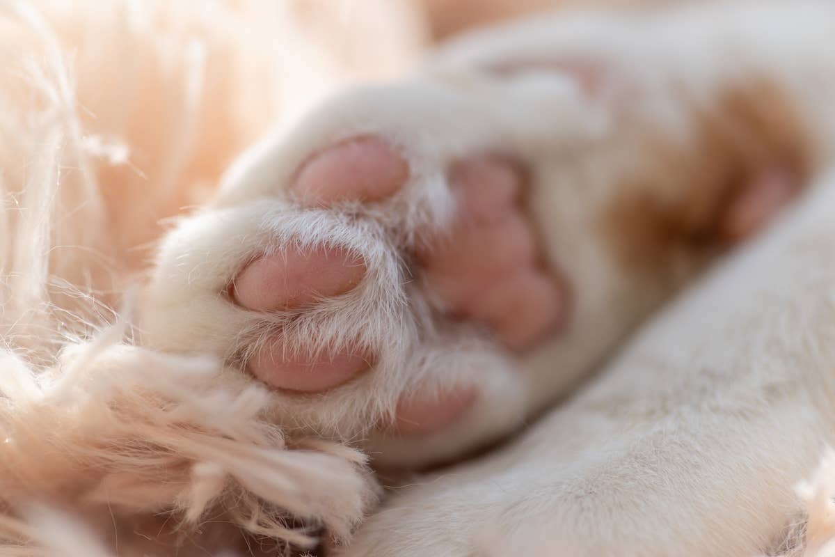 Maine Coon Cat Showing Off His Enormous Toe Beans Is Ready to Join ...