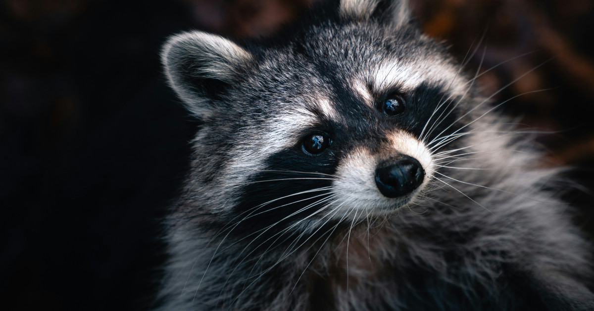 Raccoon's Reaction to Taking Down the Christmas Tree Is Relatable ...