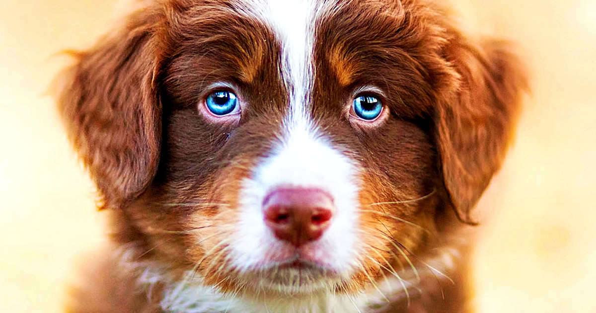 35 Dog Breeds With Blue Eyes - Parade Pets
