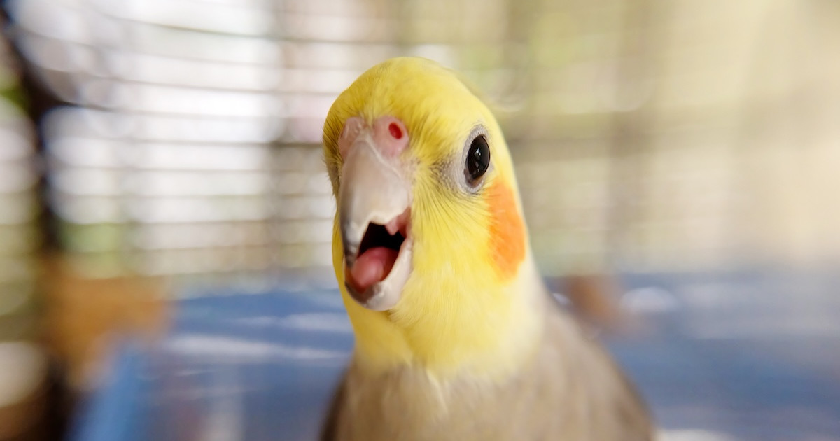 Cockatiel Copies Mom’s Panic Attack and the Internet Can’t Stop Laughing - Parade Pets