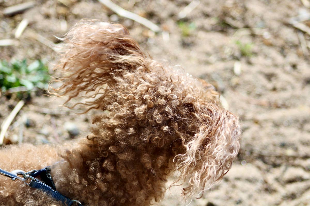 Little Poodle Mix Looks Exactly Like a 'Dr. Seuss' Character and People ...