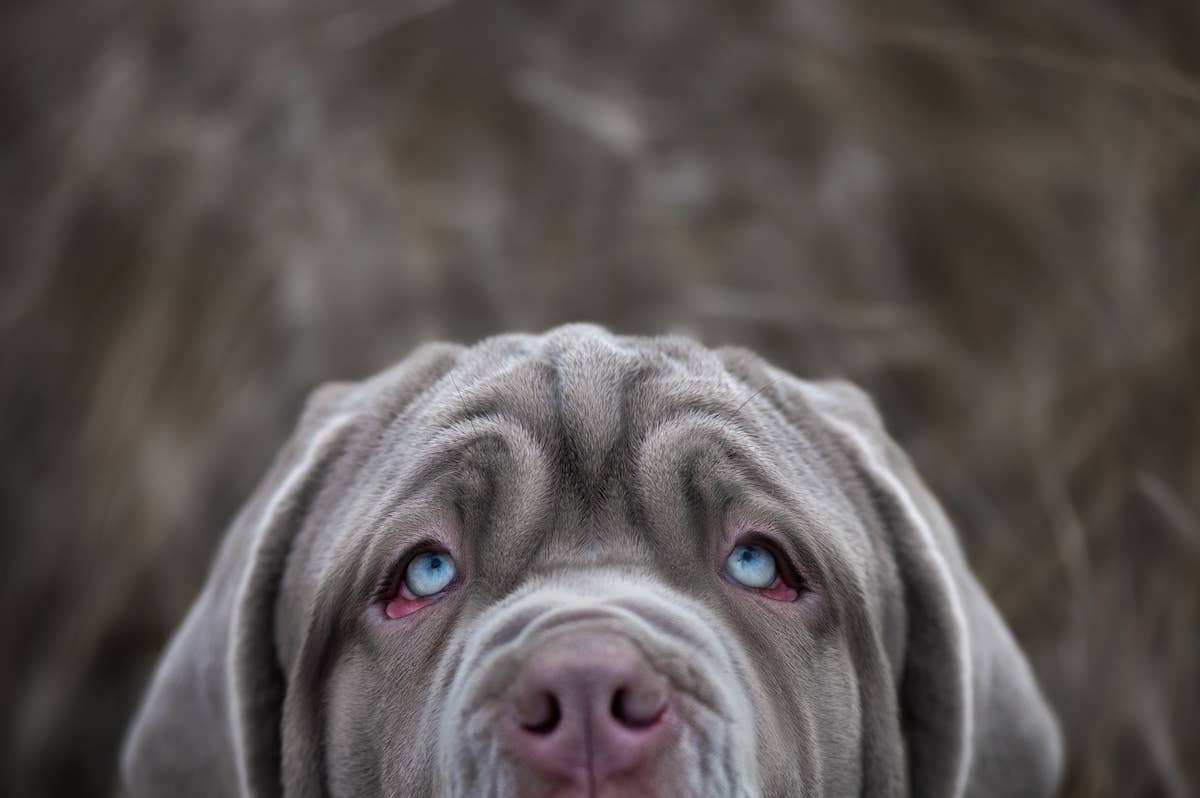 Massive Wrinkly Mastiff Is Giving Adorable Deflated Elephant Energy ...