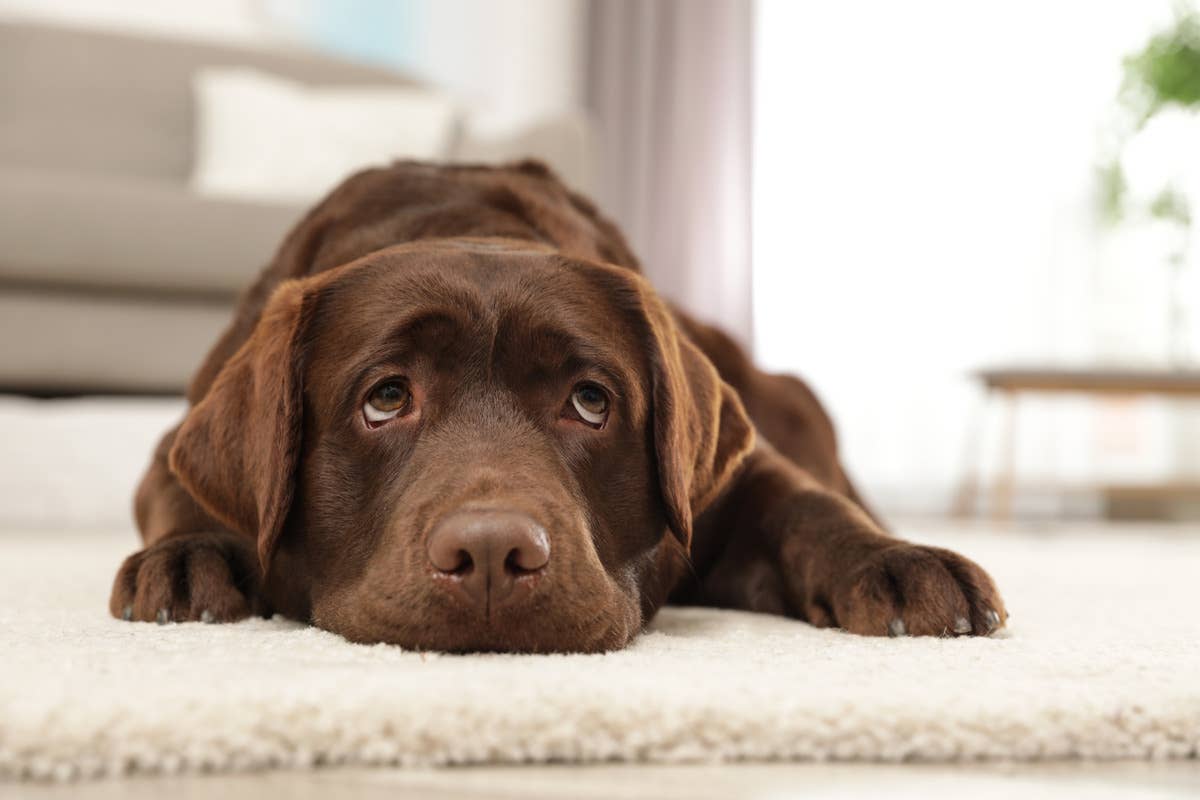 Labrador Deemed 'World's Chunkiest Chocolate Chip Cookie' Is Stealing ...