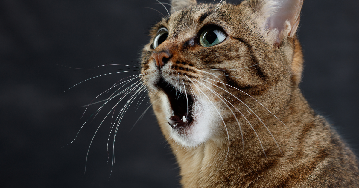Cat's Face When She Sees a Bird Is So Intense It Deserves Its Own ...