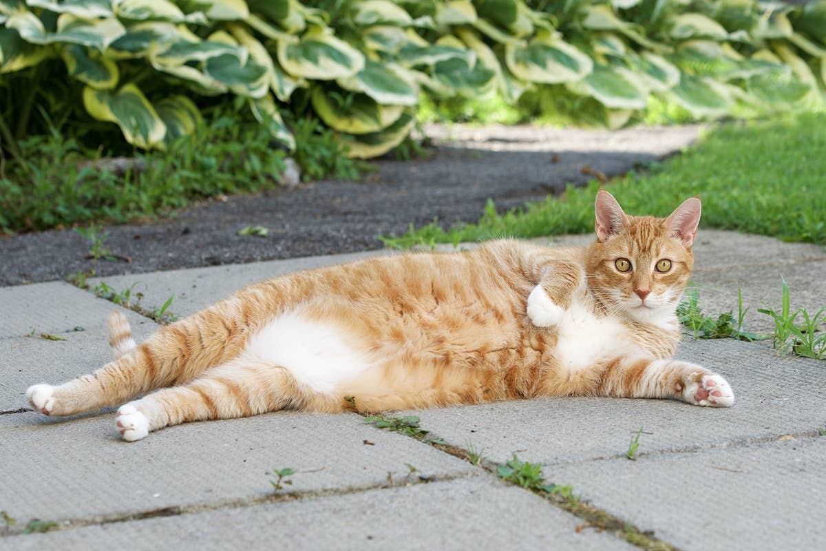 Orange Cat Throws Tantrums Just Like a Toddler and It's Such a Total ...
