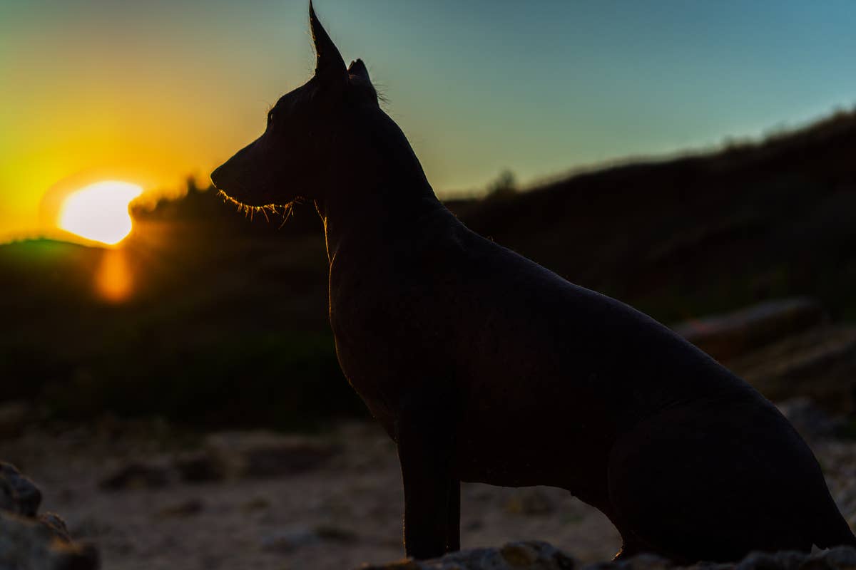 5,000-Year-Old Rare Aztec Breed Looks Like ‘Skinwalker’ - Parade Pets