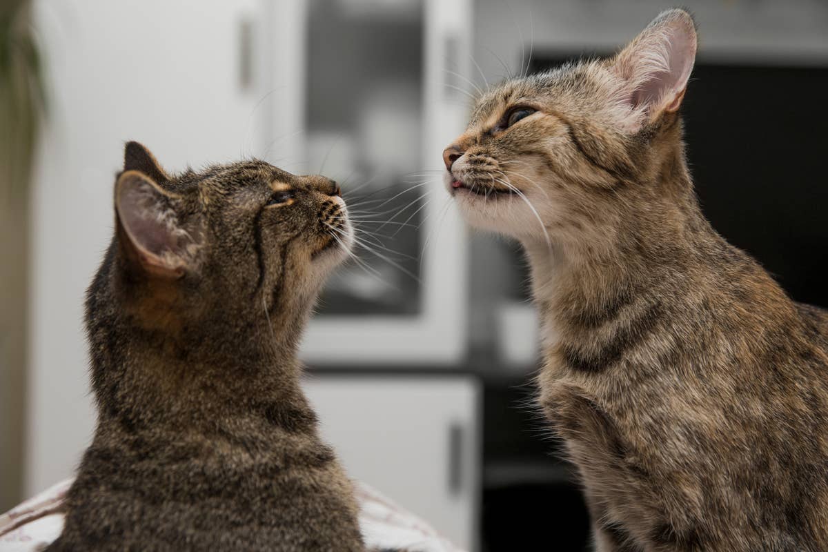 Cat Brothers Show Off Their Epic 'Secret Handshake' Like They're Part ...