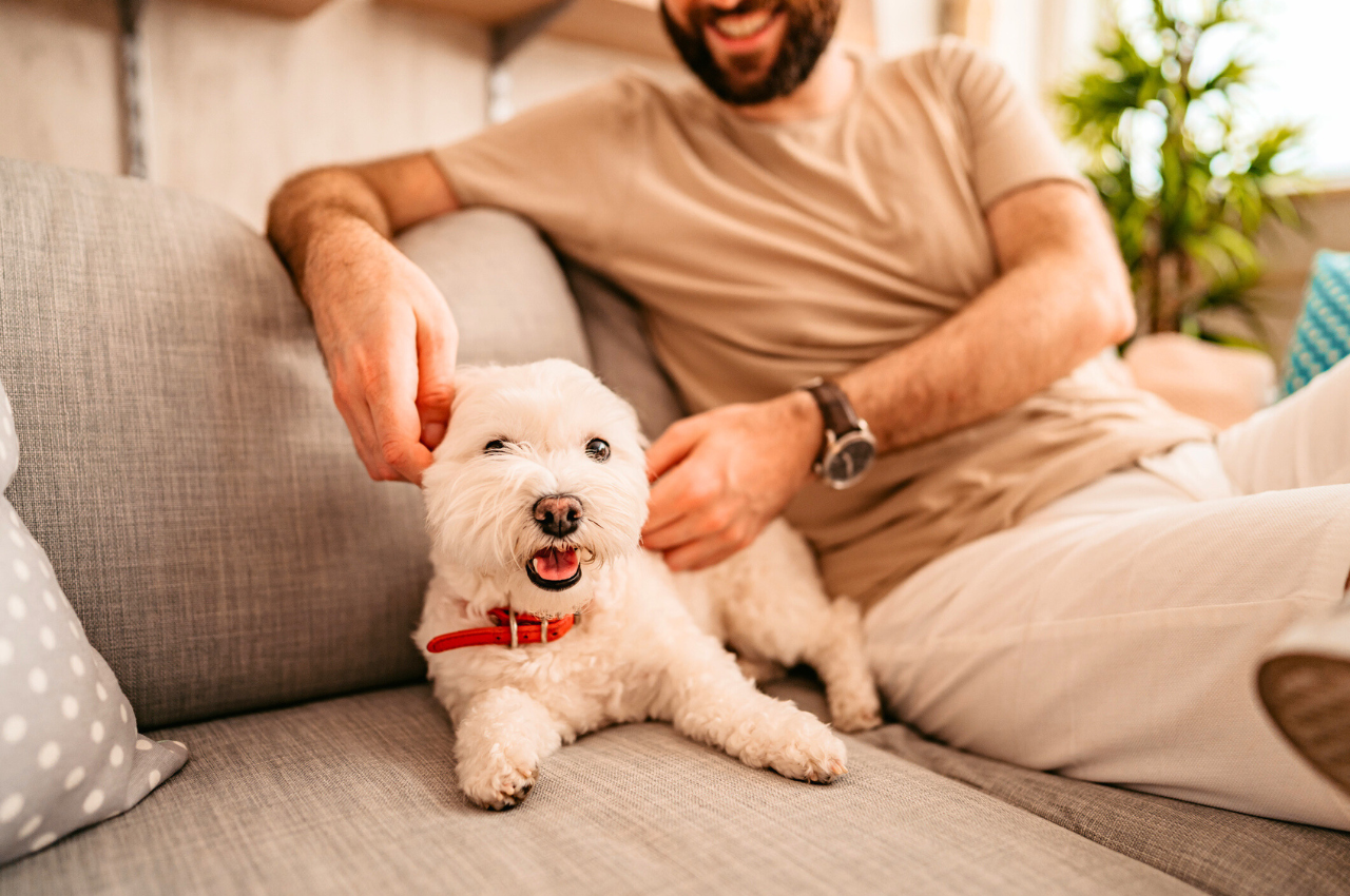 5 Coziest Dog Breeds for Cuddling, According to a Vet - Parade Pets