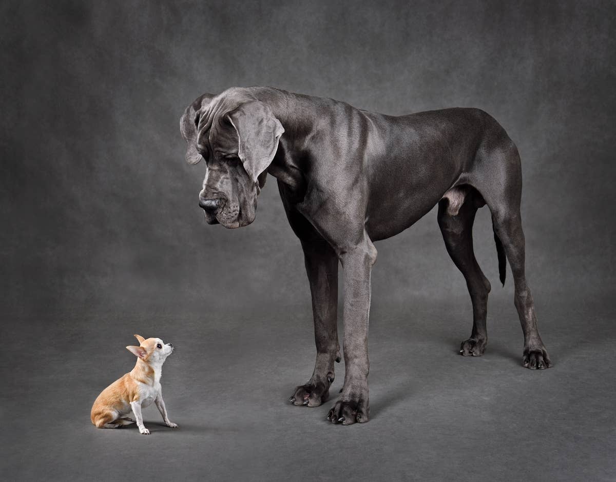 'World's Tallest' Great Dane Meets 'World's Shortest' Chihuahua and ...