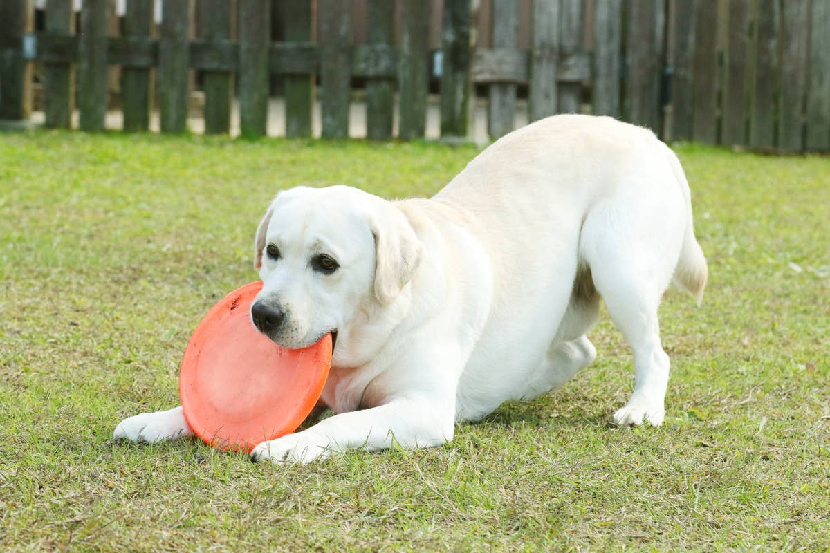 Yellow Labrador Masters Two Sports at Once Like the Ultimate Little ...