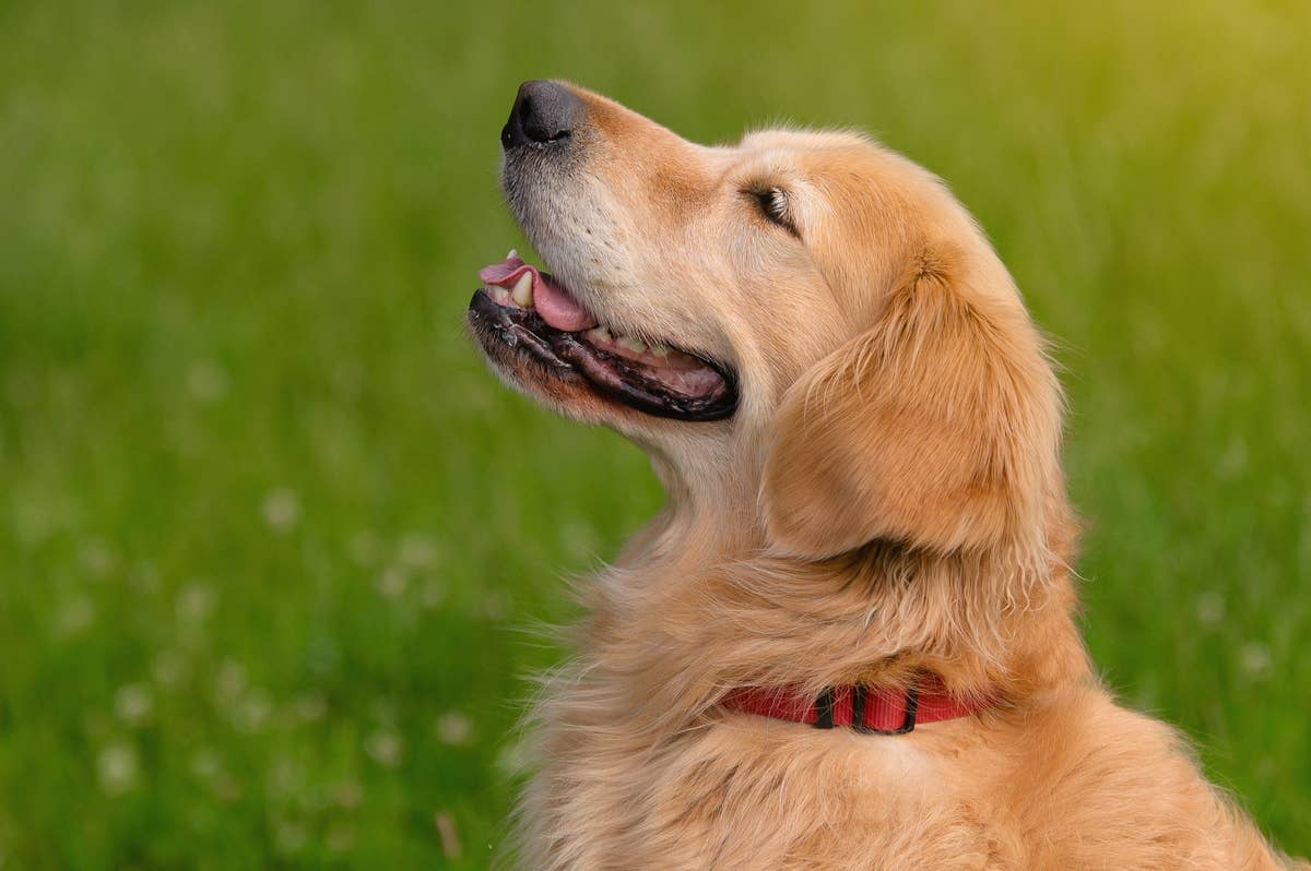 Golden Retriever's Story Becomes 'New York Times' Bestseller - Parade Pets