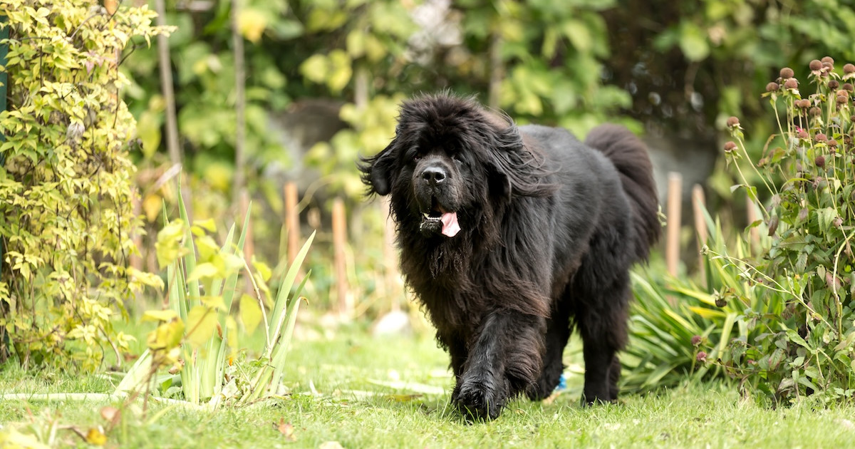 Newfoundland Happily Trots Over to Grandma Like the Best Boy - Parade Pets