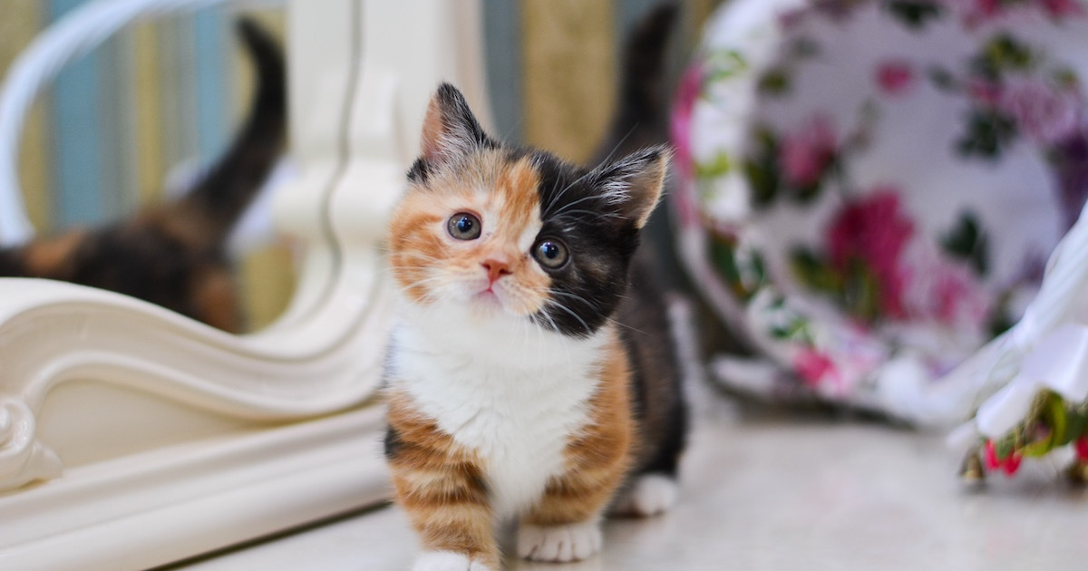 Persian Munchkin Micro-Kitten Is the Cutest Little Low Rider You'll ...