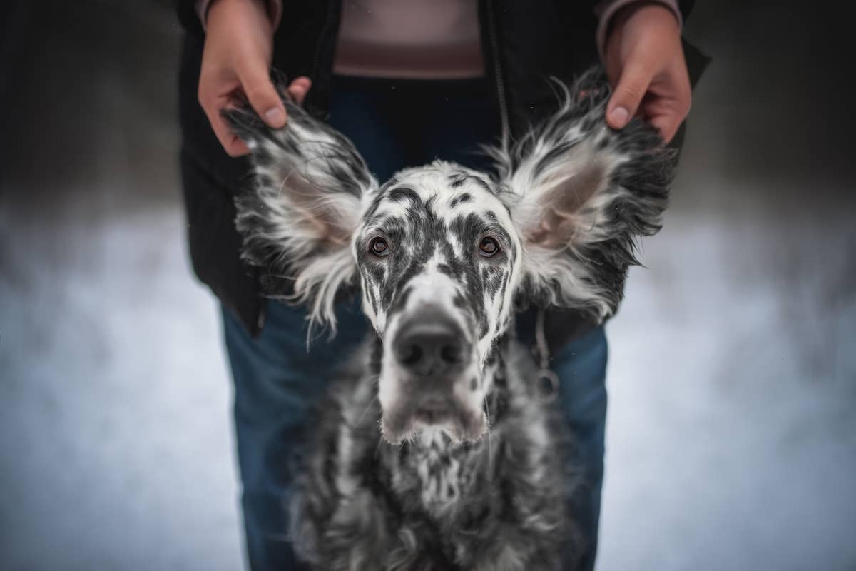 Tri-Color English Setter Looks Like 'Little Rascals' Alfalfa - Parade Pets