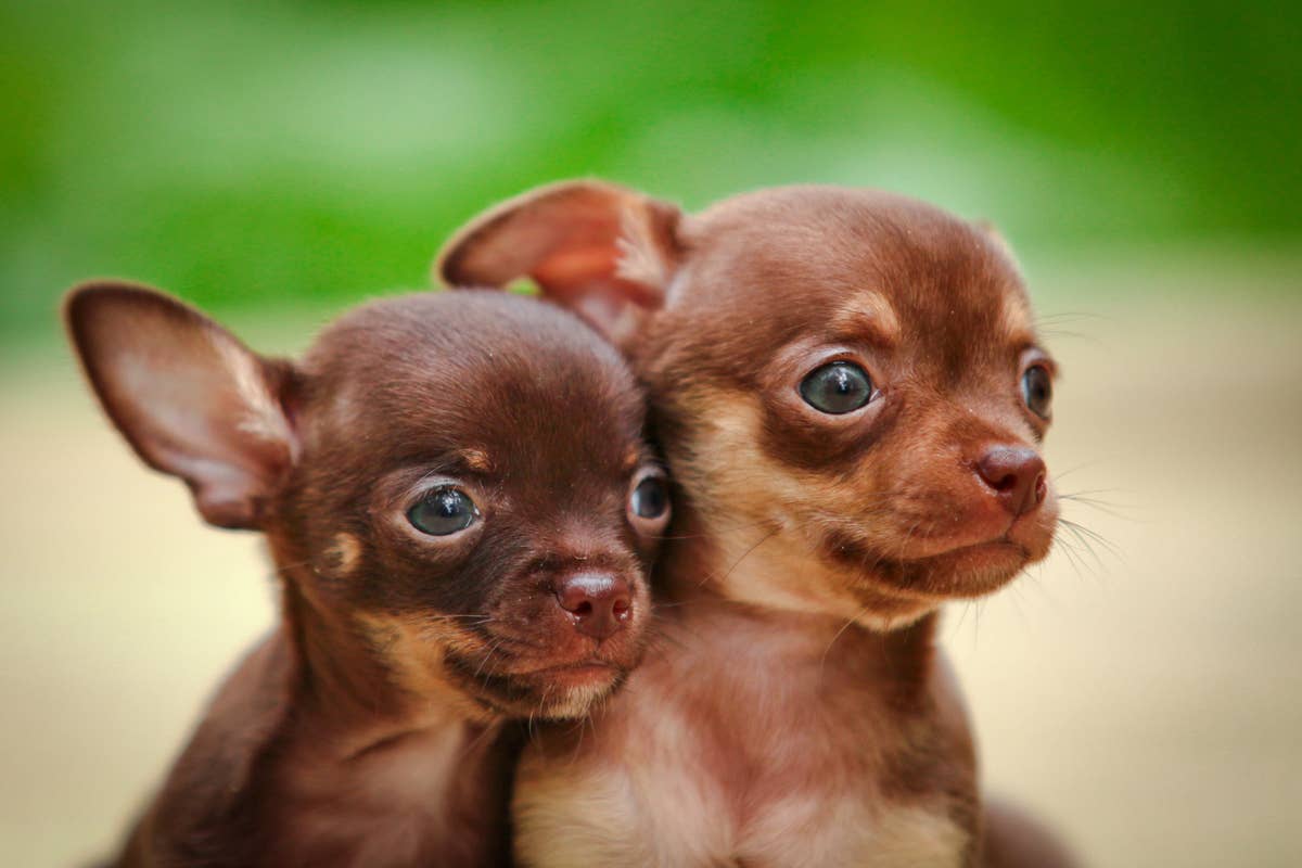 Chihuahua's Precious Reunion with Sister After Rescue From Hoarding ...